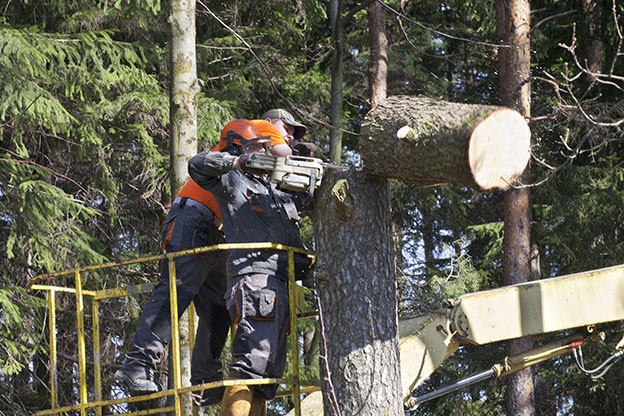 Tree Lopping Melbourne - Daryl’s Tree Care